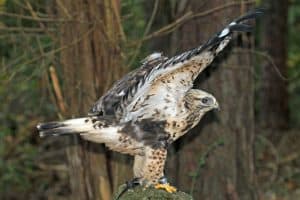 8 Species of Hawks in Washington State (Pictures) - Wildlife Informer