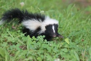 18 Interesting Facts About Skunks - Wildlife Informer