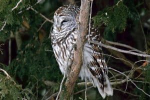 The 9 Species of Owls in Illinois (With Pictures) - Wildlife Informer