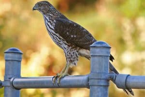 8 Species of Hawks in Washington State (Pictures) - Wildlife Informer