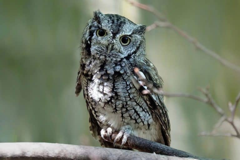 7 Species of Owls in Kentucky (With Pictures) - Wildlife Informer
