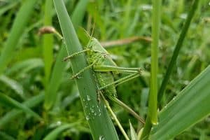 Do Grasshoppers Bite? - Wildlife Informer