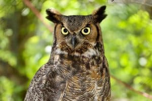 The 11 Types of Owls in Wisconsin (Pics) - Wildlife Informer