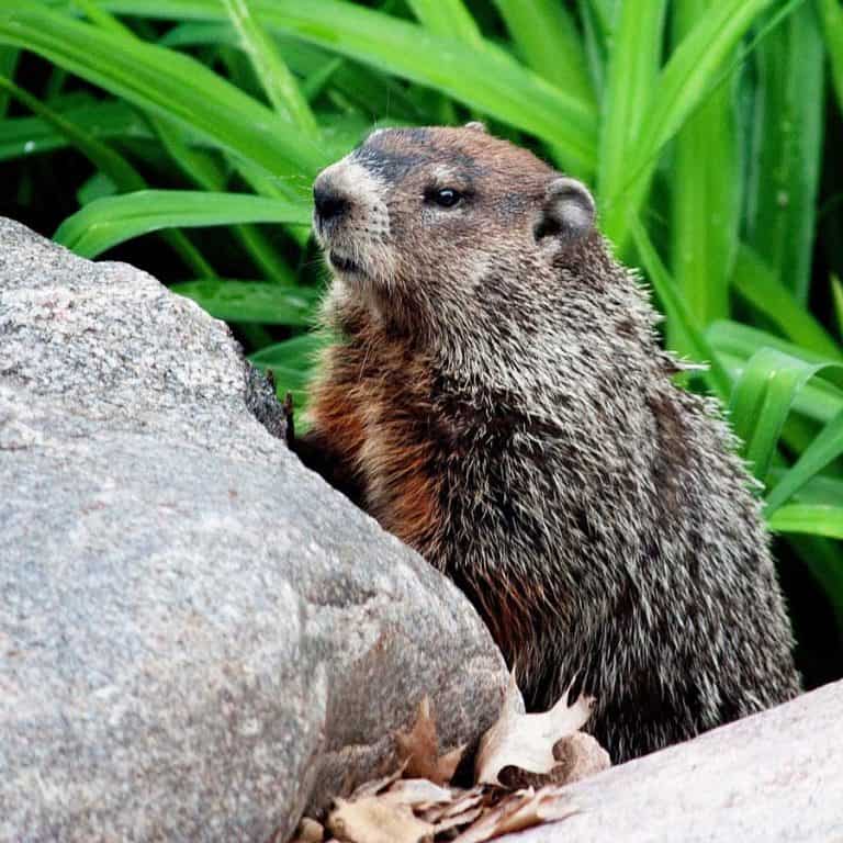 Are Groundhogs Nocturnal Or Diurnal? - Wildlife Informer