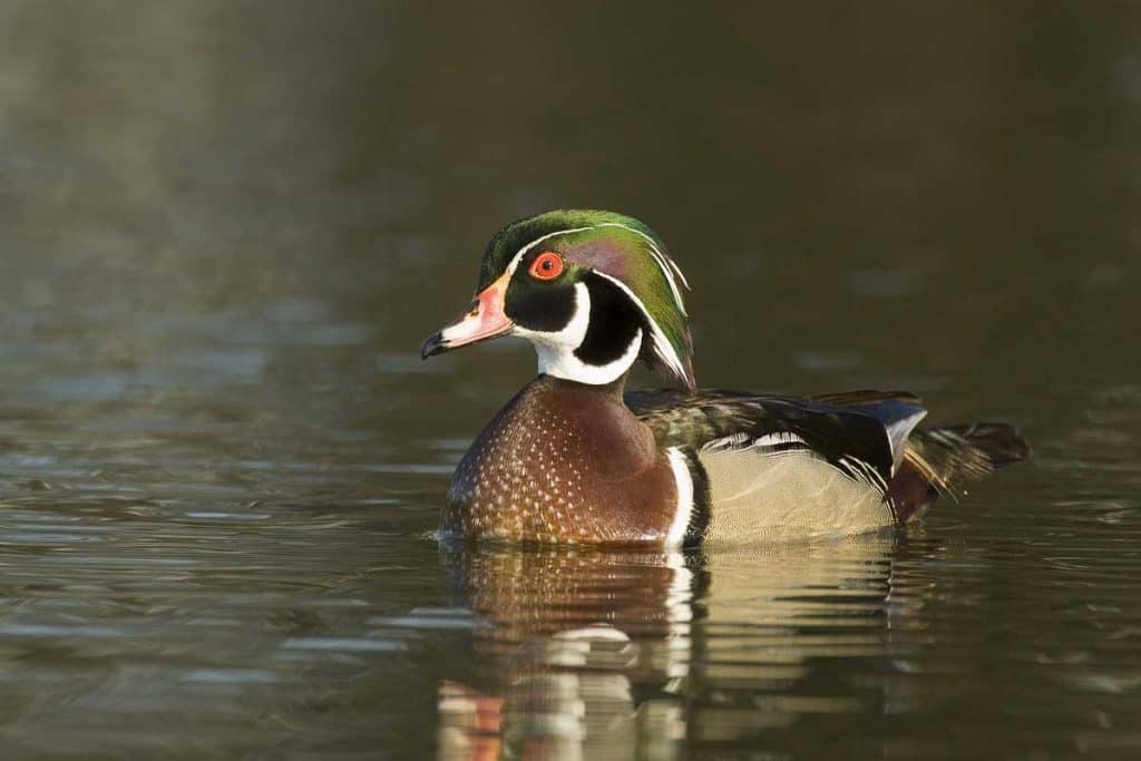 6 Types of Animals That Lay Eggs (Pictures) - Wildlife Informer