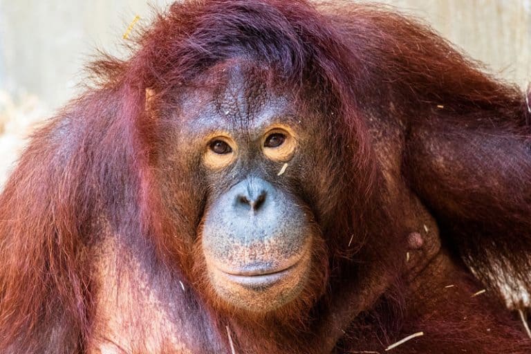 12 Animals That Live in Tropical Rainforests (With Pictures) - Wildlife ...