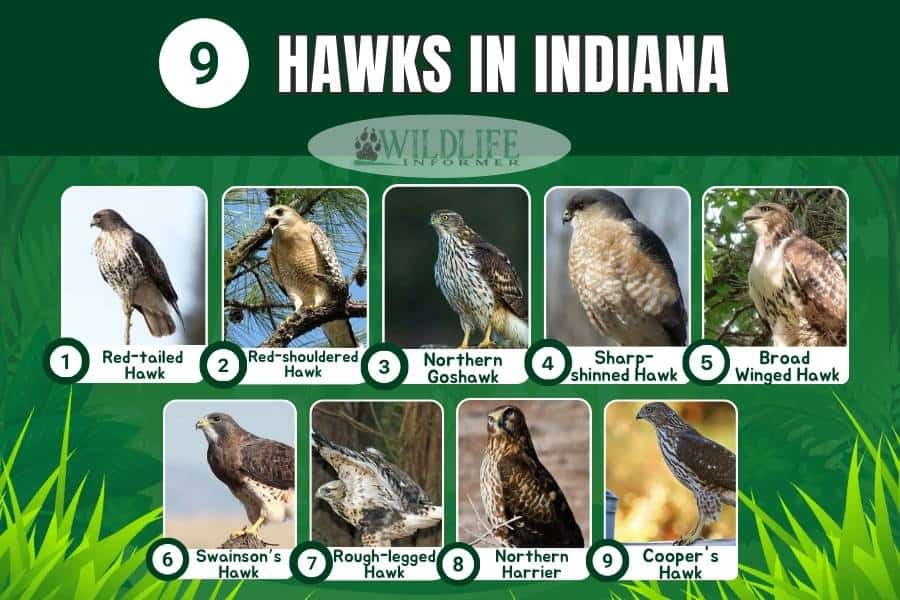The 8 Types of Hawks in Michigan (With Pictures) - Wildlife Informer