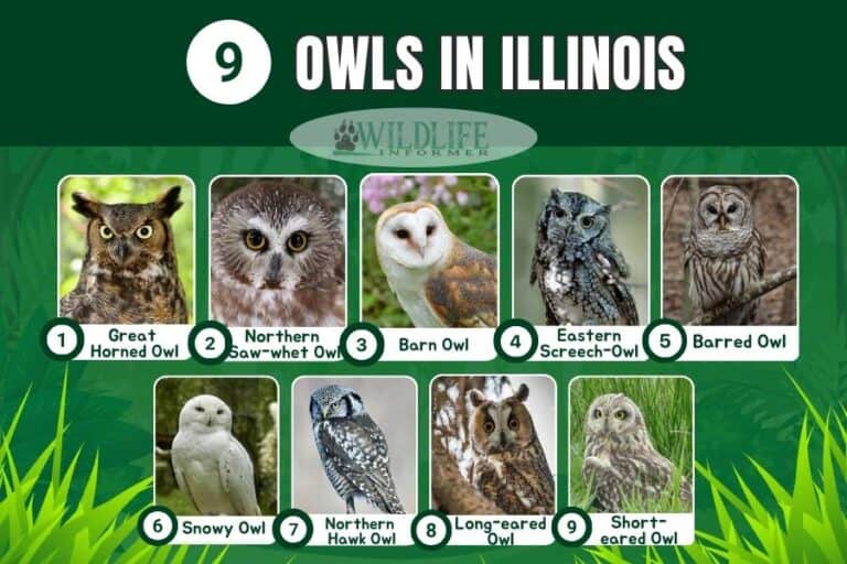 The 9 Species of Owls in Illinois (With Pictures) - Wildlife Informer