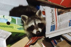 How to Keep Wild Animals Out of Trash Cans (9 Helpful Tips) - Wildlife ...