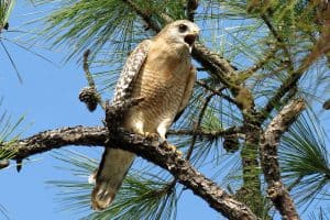 The 8 Types of Hawks in Michigan (With Pictures) - Wildlife Informer