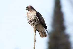 The 8 Types of Hawks in Michigan (With Pictures) - Wildlife Informer