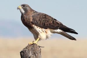 Hawks In New Mexico (12 Species With Pictures) - Wildlife Informer