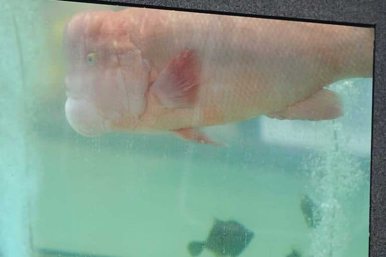 9 Species of Fish That Change Gender (With Pictures) - Wildlife Informer