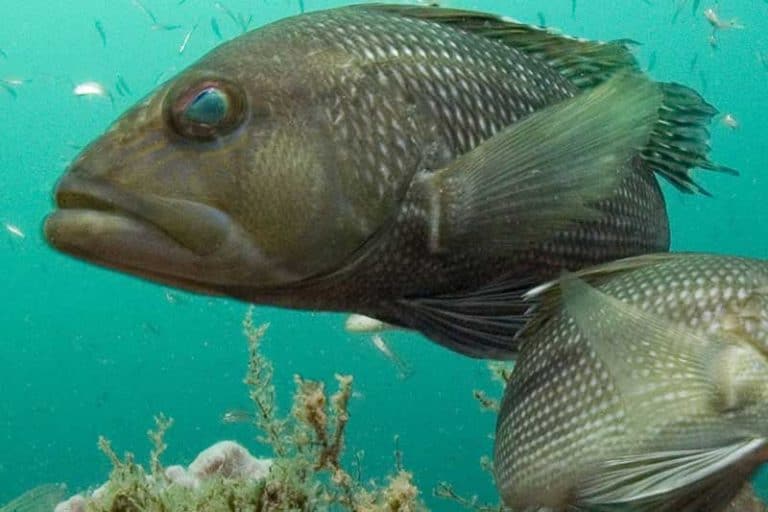 9 Species of Fish That Change Gender (With Pictures) - Wildlife Informer