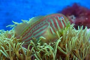 9 Species of Fish That Change Gender (With Pictures) - Wildlife Informer