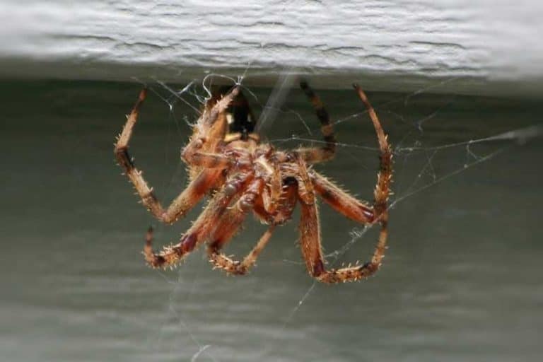 20 Common Winter Pests That Invade Homes and Yards - Wildlife Informer