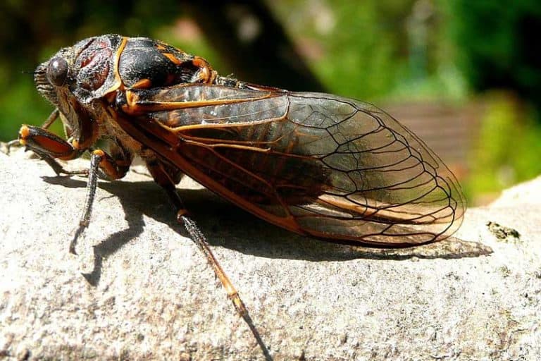 The 3 Stages of the Cicada Life Cycle - Wildlife Informer