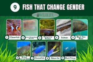 9 Species of Fish That Change Gender (With Pictures) - Wildlife Informer