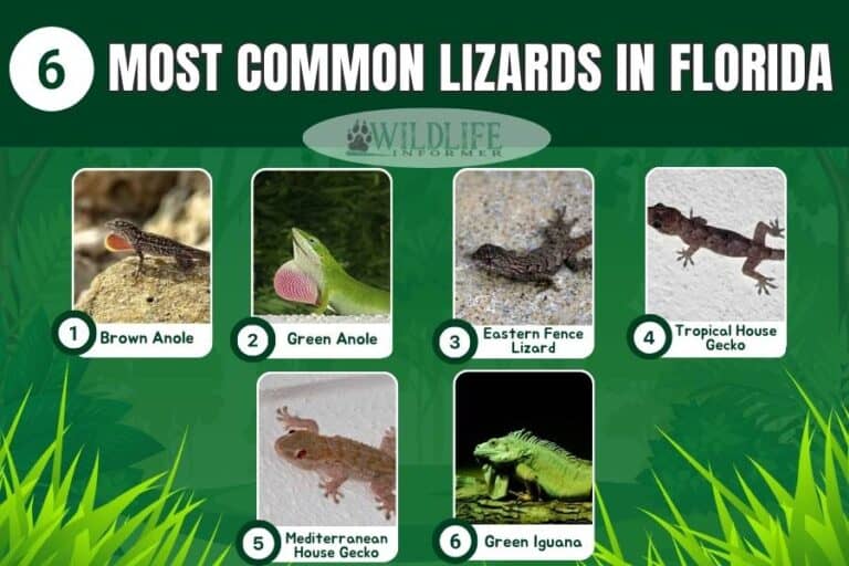 6 of the Most Common Lizards in Florida (Pictures) - Wildlife Informer