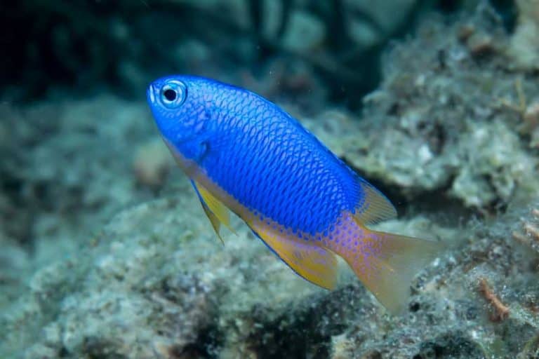 9 Species of Fish That Change Gender (With Pictures) - Wildlife Informer