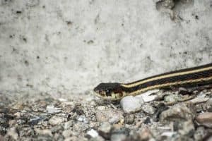 Are Garter Snakes Poisonous? - Wildlife Informer
