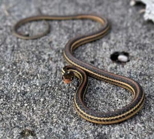 Are Garter Snakes Poisonous? - Wildlife Informer