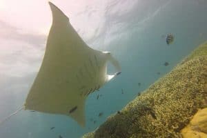 Do Manta Rays Sting? - Wildlife Informer
