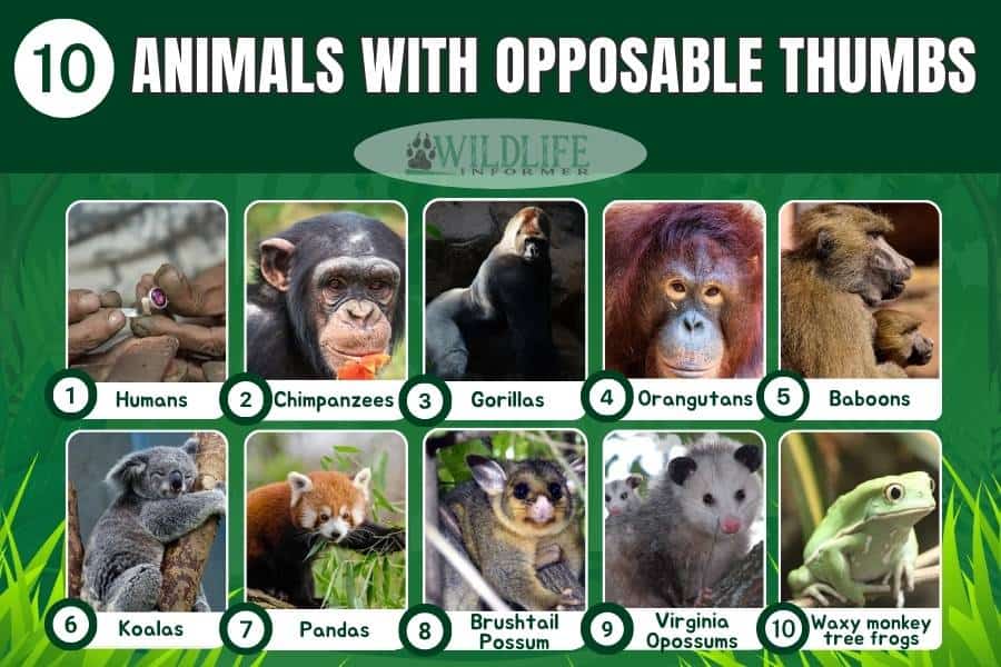 10 Animals With Opposable Thumbs (Most Common) - Wildlife Informer
