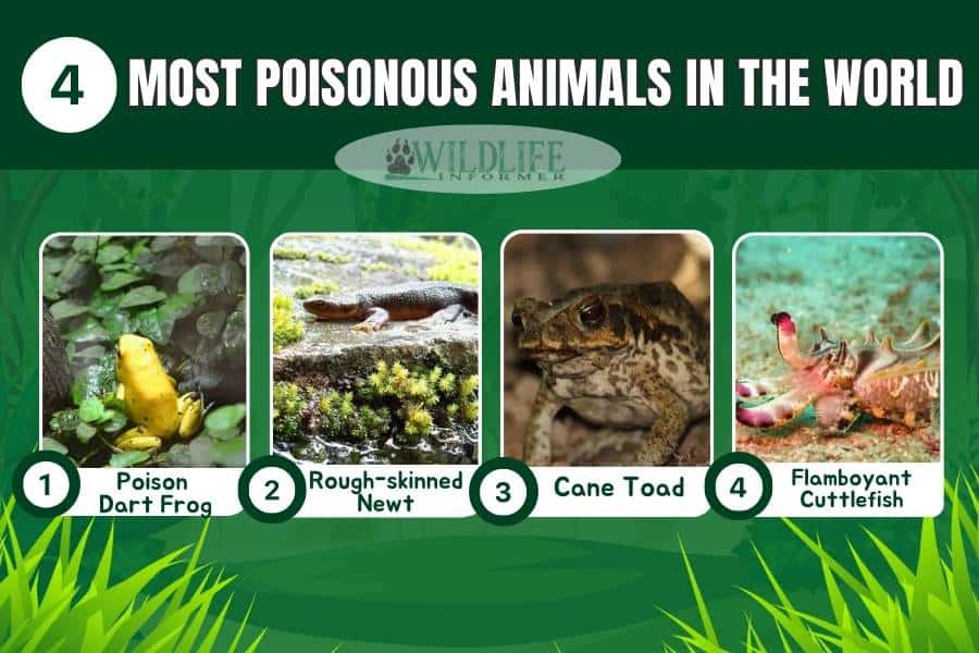 4 of the Most Poisonous Animals in the World - Wildlife Informer