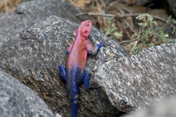 11 of the Most Common Lizards in Florida (Pictures) - Wildlife Informer