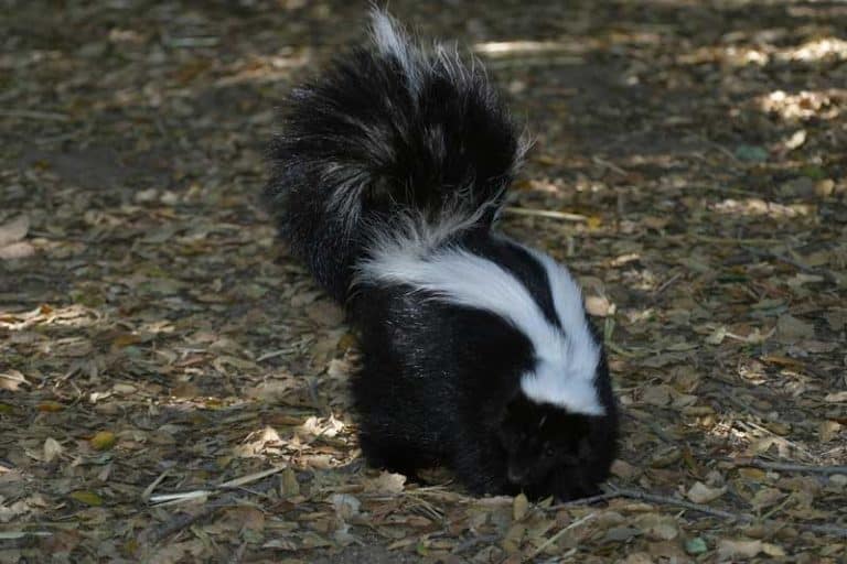 The 12 Types of Skunks (Facts & Info) - Wildlife Informer