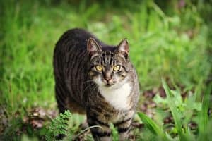 The Difference Between Domesticated and Wild Animals - Wildlife Informer