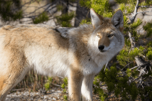 Coyotes in Florida (What to do If You See One) - Wildlife Informer