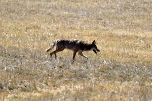 Coyotes in Texas (Pictures and Info) - Wildlife Informer