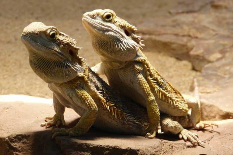 13 Signs Your Bearded Dragon is Happy - Wildlife Informer