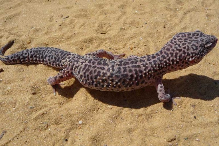Can A Leopard Gecko Regrow Its Tail? - Wildlife Informer