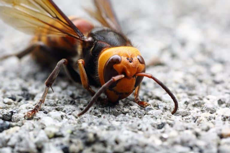 16 Species of Ground Burrowing Wasps - Wildlife Informer