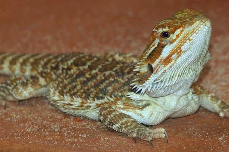 20 Bearded Dragon Behaviors Explained - Wildlife Informer