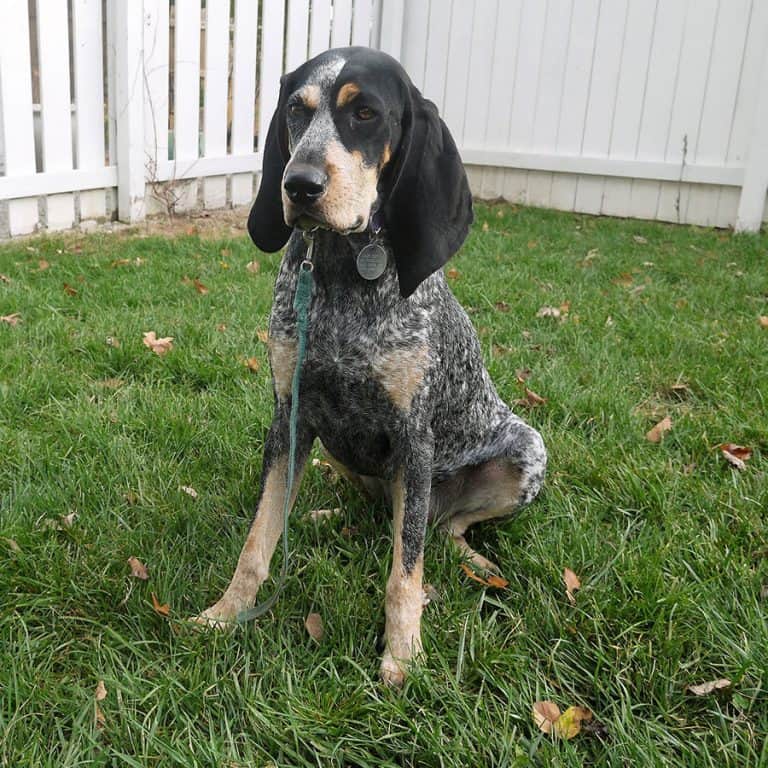 List of Tennessee State Animals and Plants - Wildlife Informer