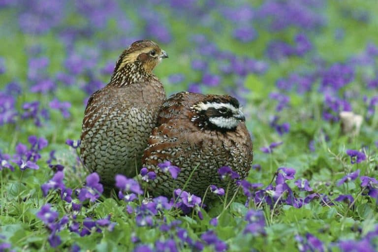 List of Tennessee State Animals and Plants - Wildlife Informer