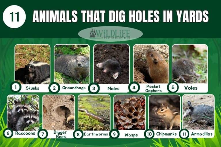 11 Animals That Will Dig Holes in Your Yard (Pictures) - Wildlife Informer