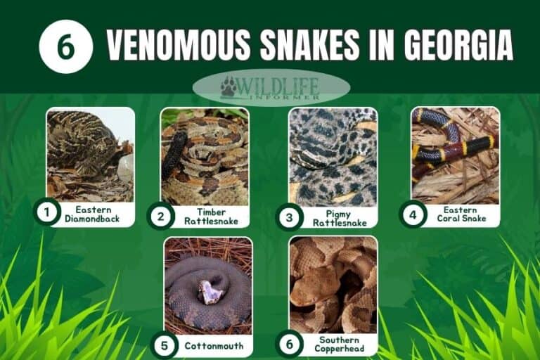 Venomous Snakes in Georgia (6 Species With Pictures) - Wildlife Informer