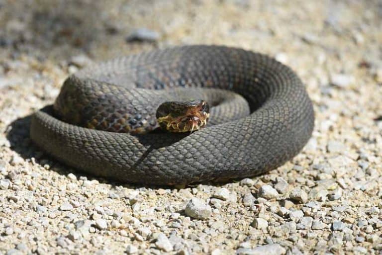 Water Moccasin Vs Cottonmouth - What's the Difference? - Wildlife Informer