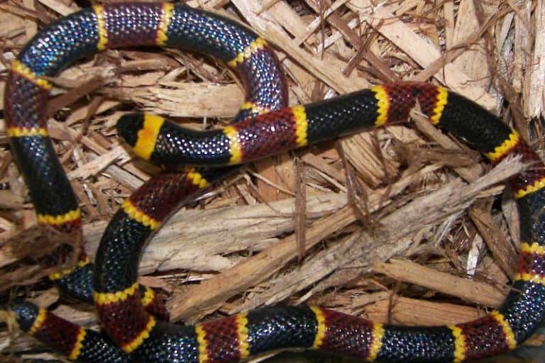 List of Venomous Snakes Found in Each U.S. State - Wildlife Informer