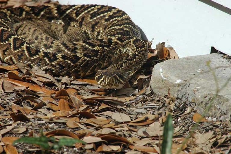 Venomous Snakes in Georgia (6 Species With Pictures) - Wildlife Informer