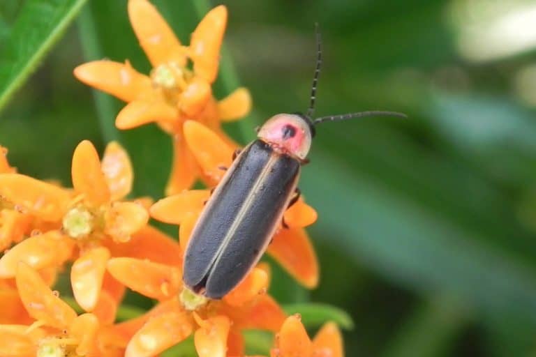 List of Tennessee State Animals and Plants - Wildlife Informer