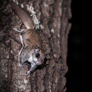 25 Interesting Facts About Flying Squirrels (With Pictures) - Wildlife ...
