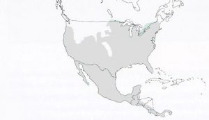 Foxes in Tennessee (2 Species With Pictures) - Wildlife Informer