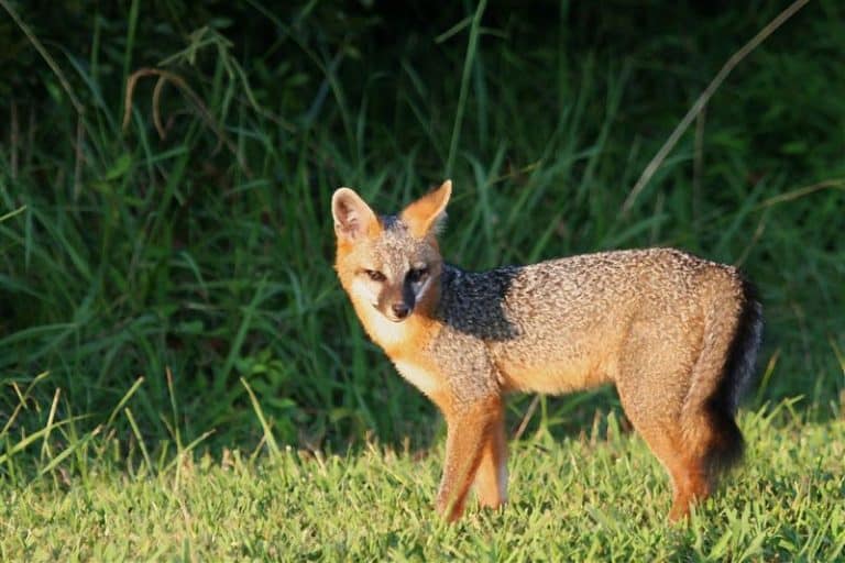 Foxes in Tennessee (2 Species With Pictures) - Wildlife Informer