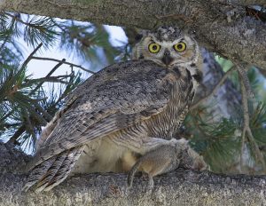 23 Birds of Prey in Connecticut (With Pictures) - Wildlife Informer